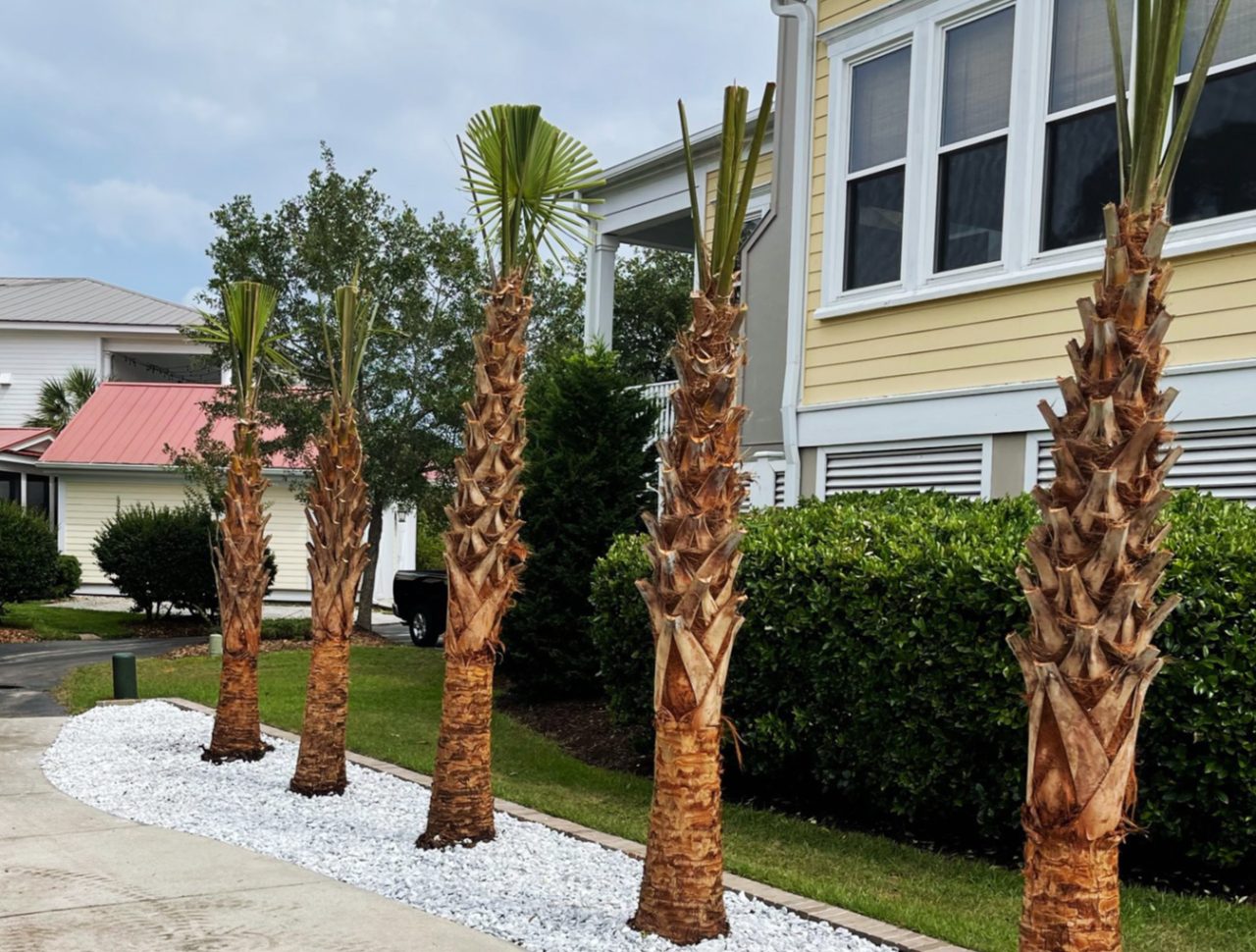 Palm Installs - Mount Pleasant Palms | Mount Pleasant's Premier Palm ...